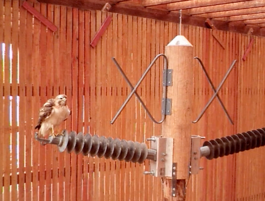 Protección de Aves y Fauna con Power Line Sentry